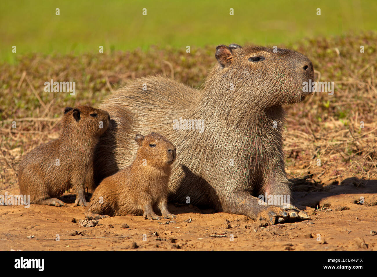 Capybara family hi-res stock photography and images - Alamy