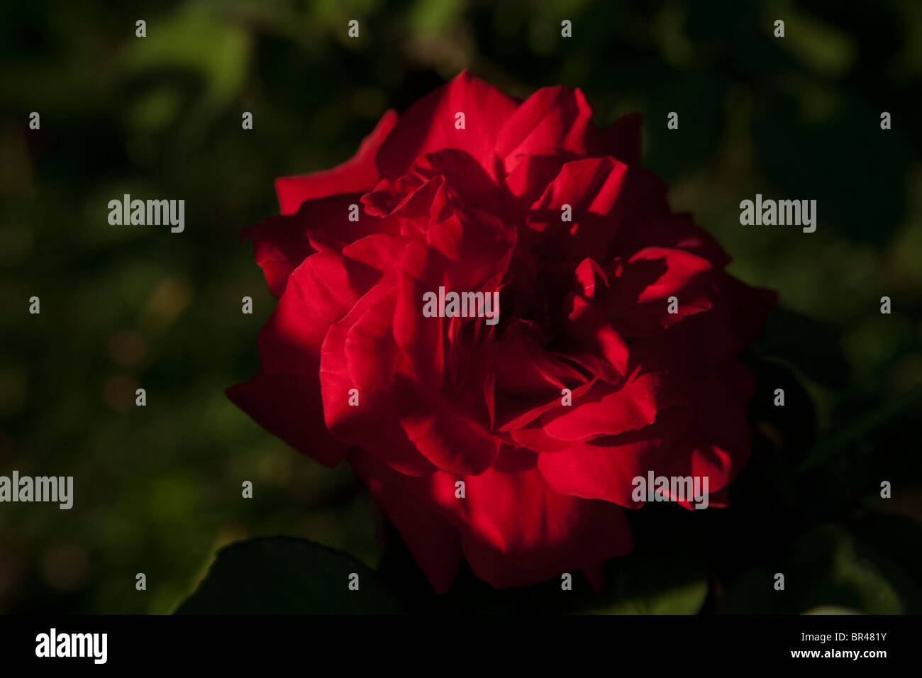 Head Red Rose Stock Photo - Alamy