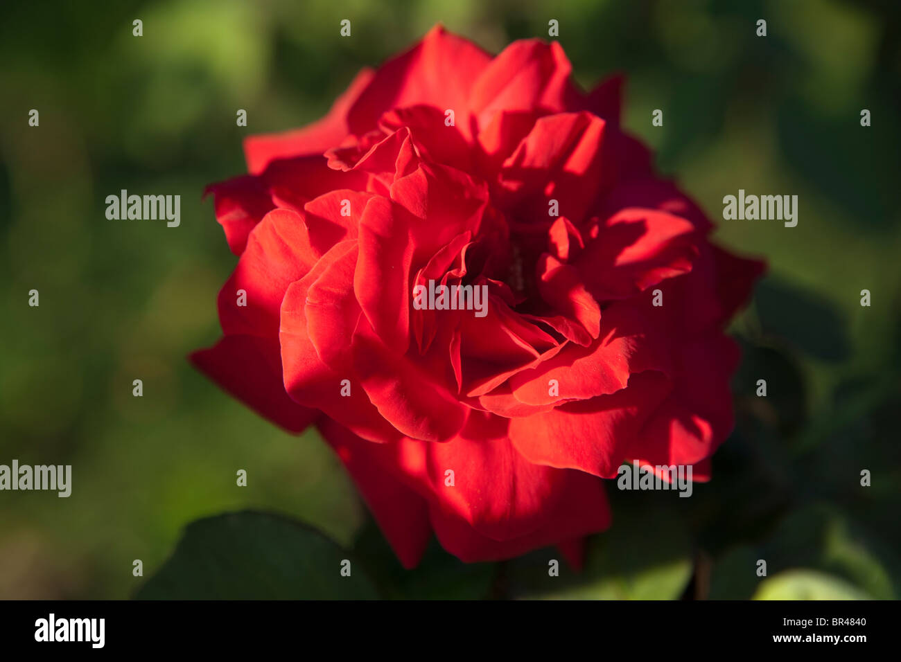 Head of a Red Rose Stock Photo - Alamy