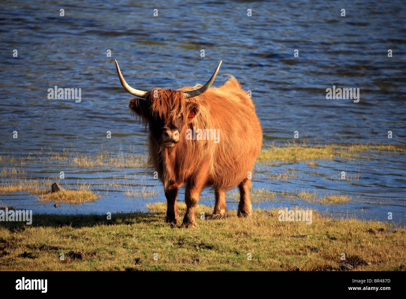 Highland cow mull hi-res stock photography and images - Alamy