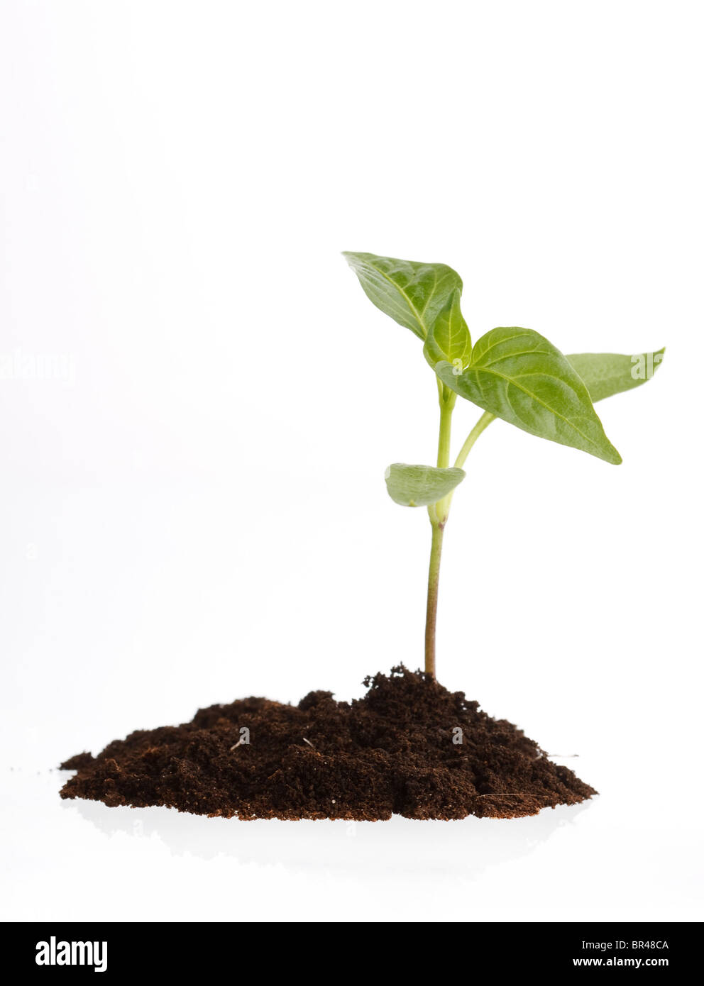 Plant young tree hi-res stock photography and images - Alamy