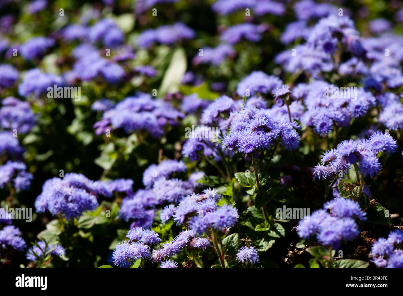 Blue ageratum plant hi-res stock photography and images - Alamy