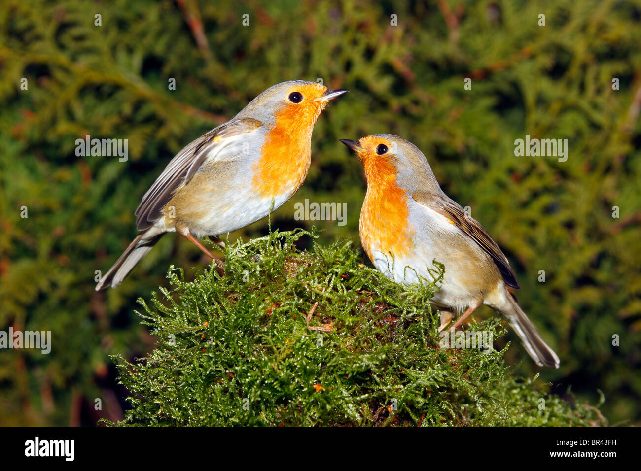 Pair of European Robins (Erithacus rubecula Stock Photo - Alamy