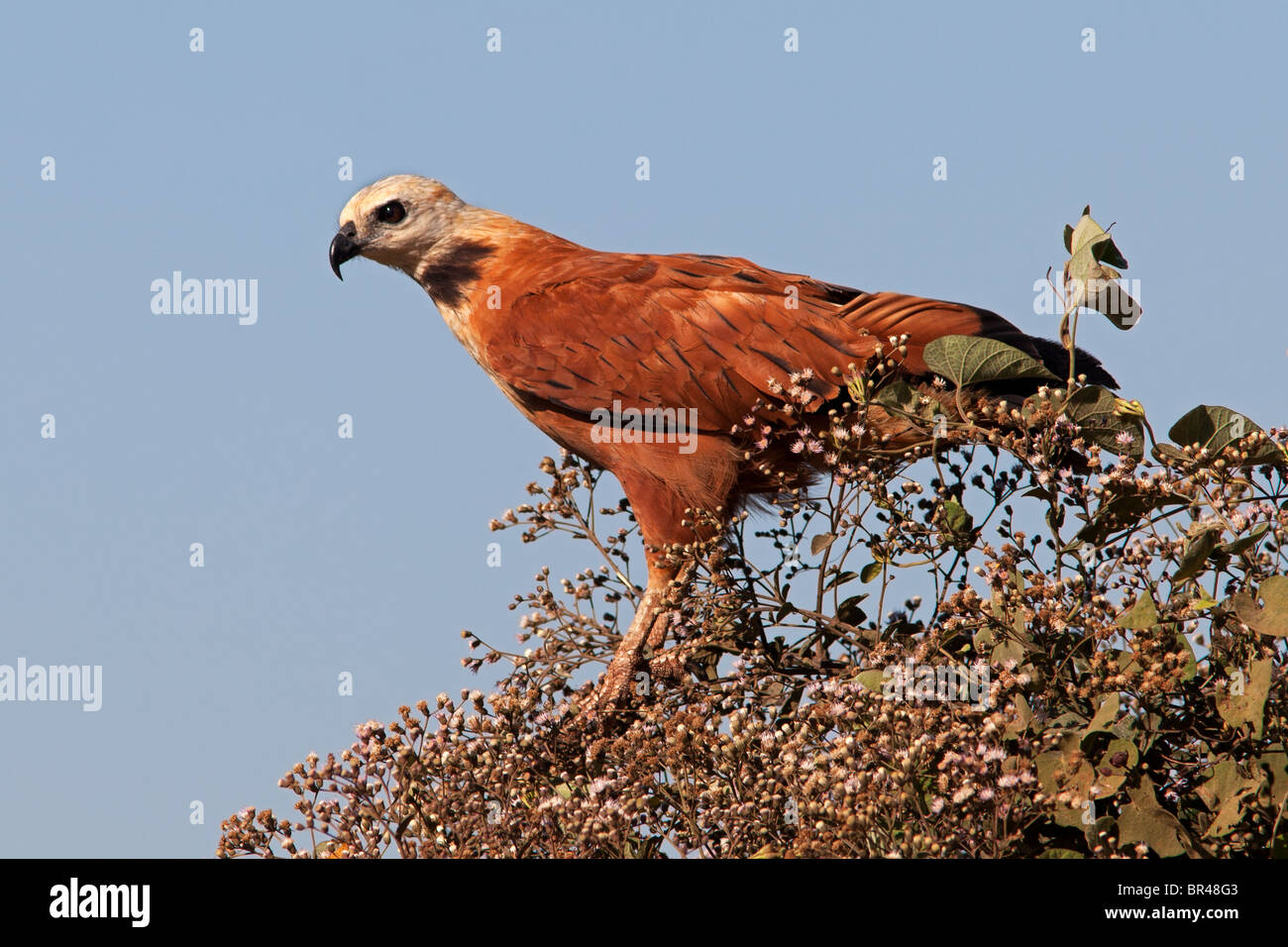Black-collared Hawk in Tree Stock Photo - Alamy