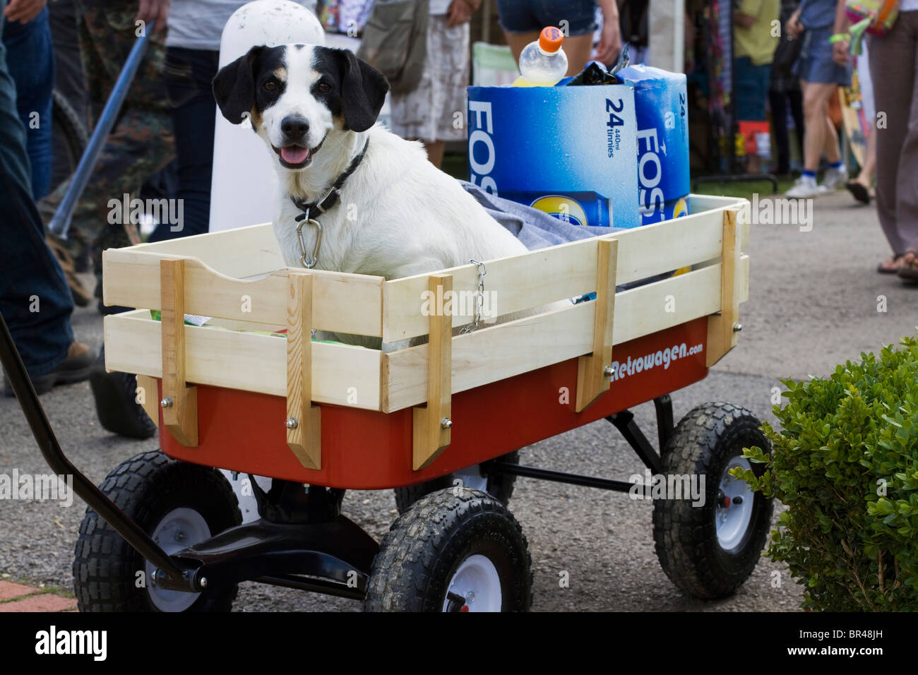 Jack Russell in a Radio Flyer delivering Beer Stock Photo - Alamy