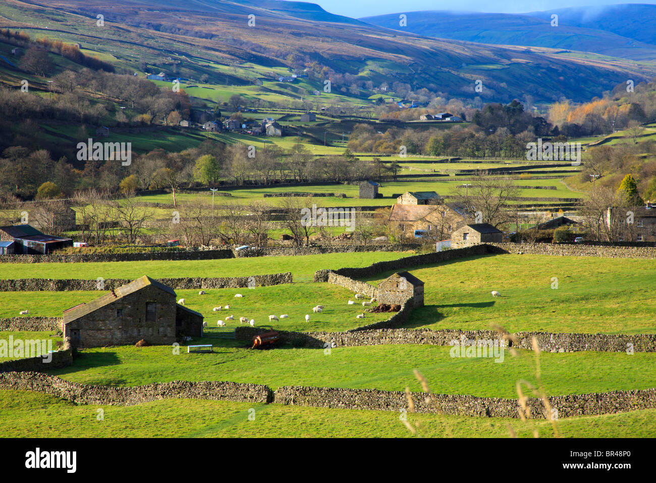 Typical scene of fields in Swaledale Yorkshire Stock Photo - Alamy