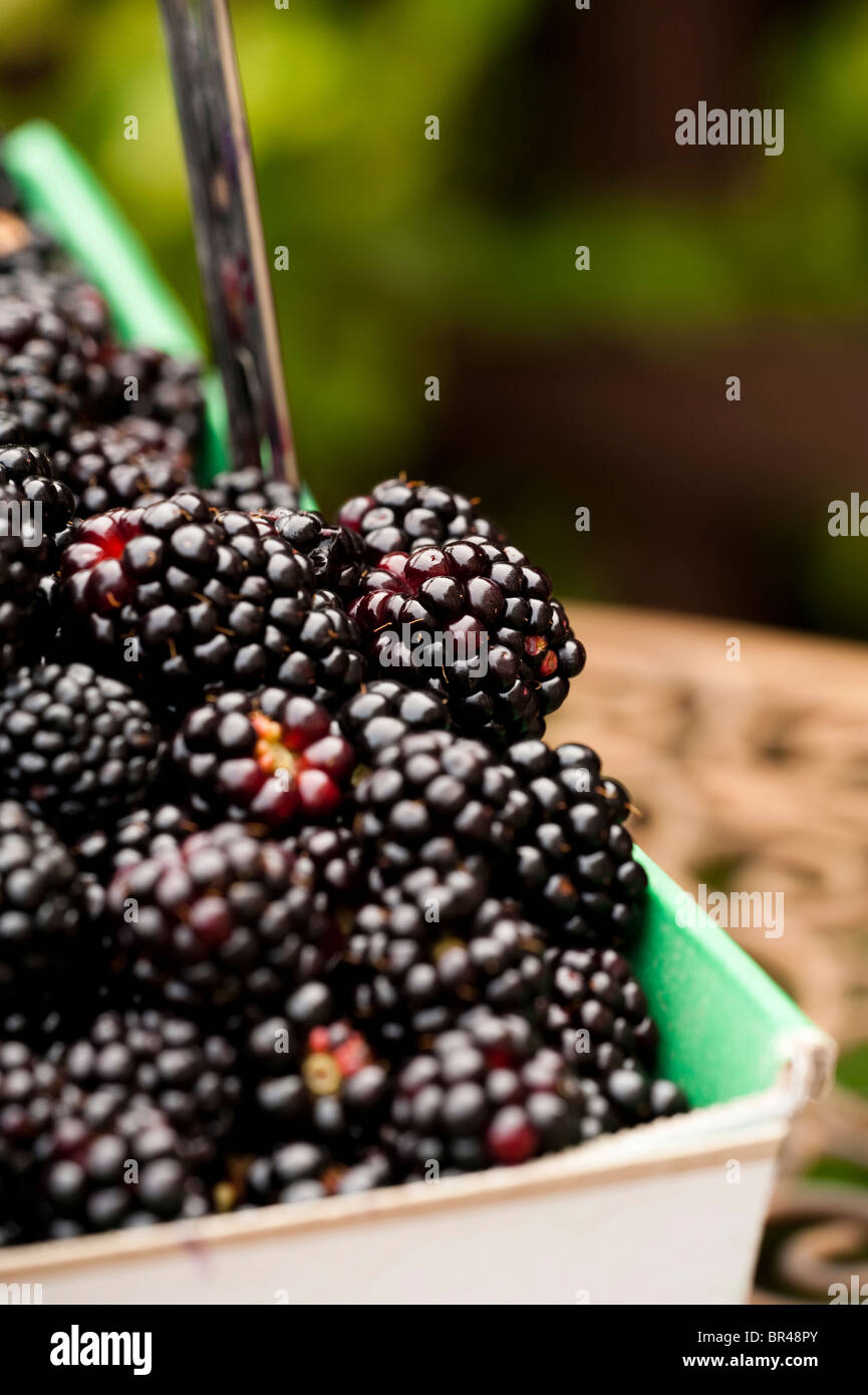 Cardboard punnet of freshly picked blackberries Stock Photo - Alamy