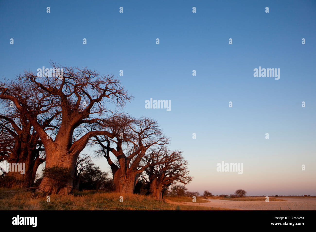Baines baobabs hi-res stock photography and images - Alamy