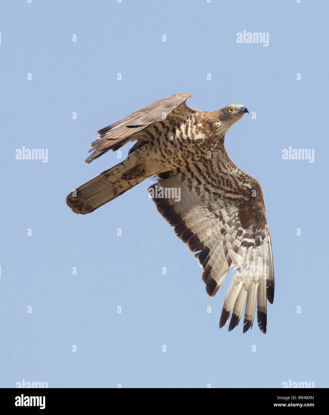 Honey Buzzard Pernis apivorus on migration over the Straits of ...