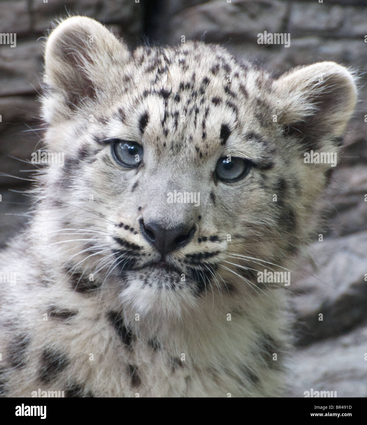 Female snow leopard cub (close-up Stock Photo - Alamy