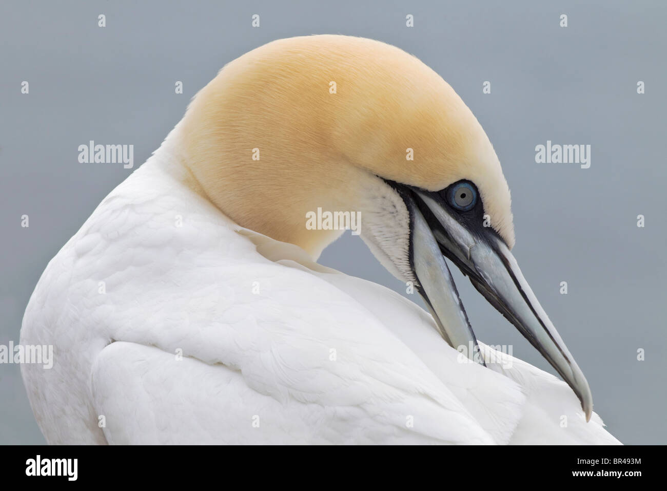 Northern Gannet preening feathers Stock Photo - Alamy