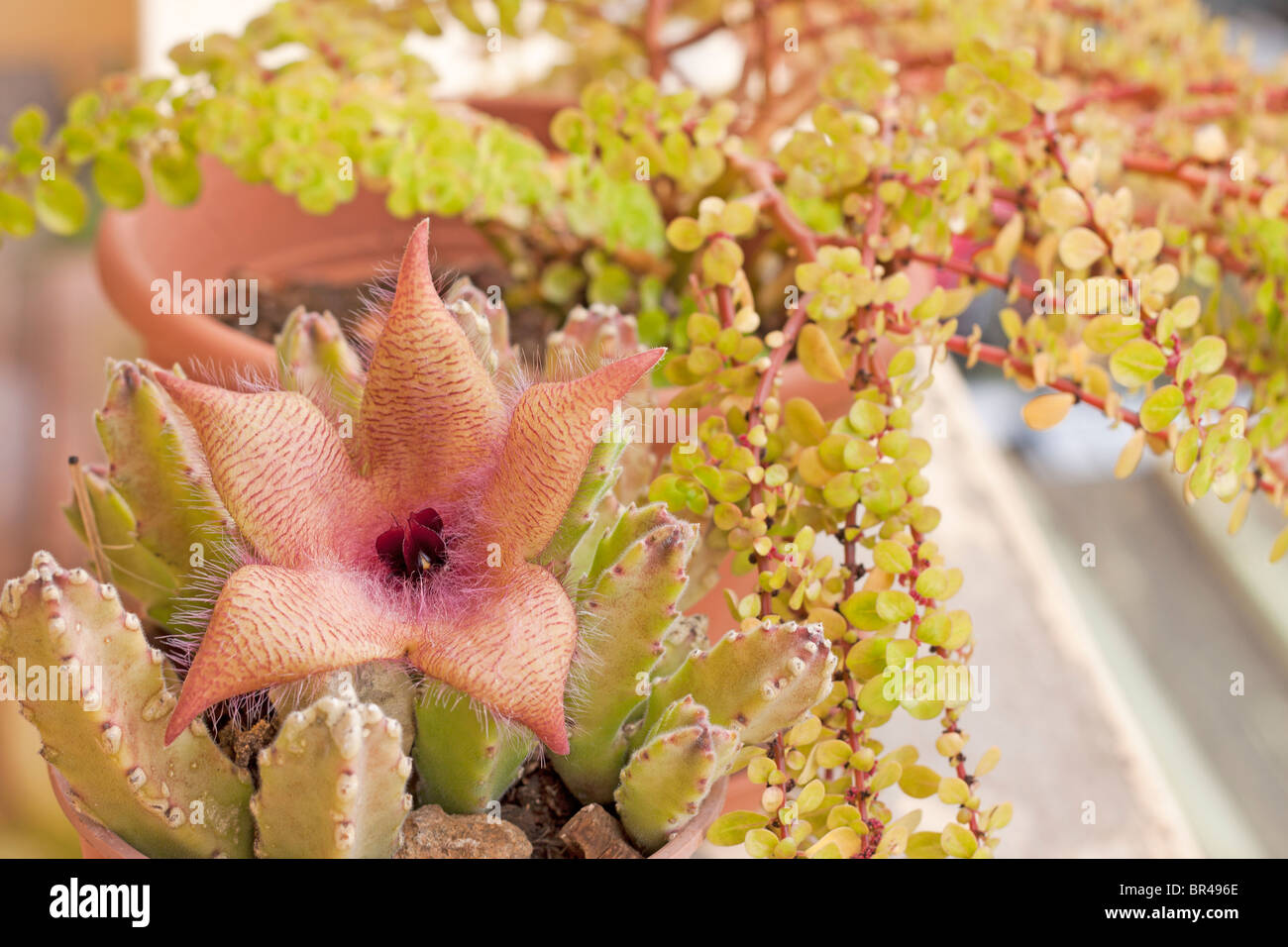 closeup of blooming pot growing dwarf cactus plants Stock Photo - Alamy