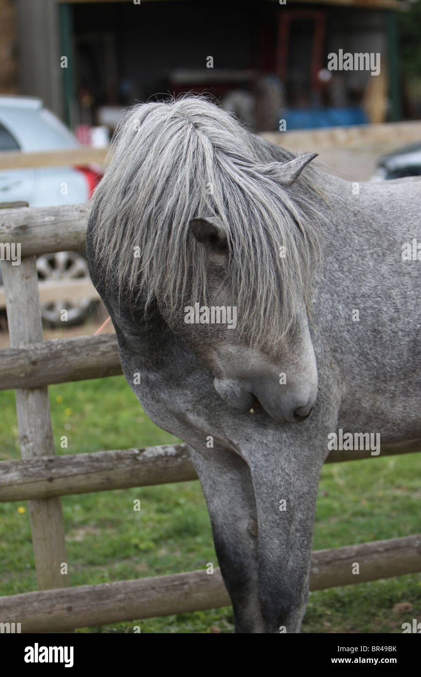 A grey Eriskay pony colt scratching his shoulder with his teeth Stock ...