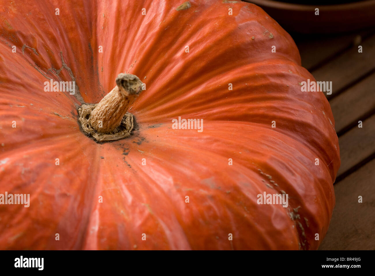 A pumpkin, photographed on a fall day Stock Photo - Alamy