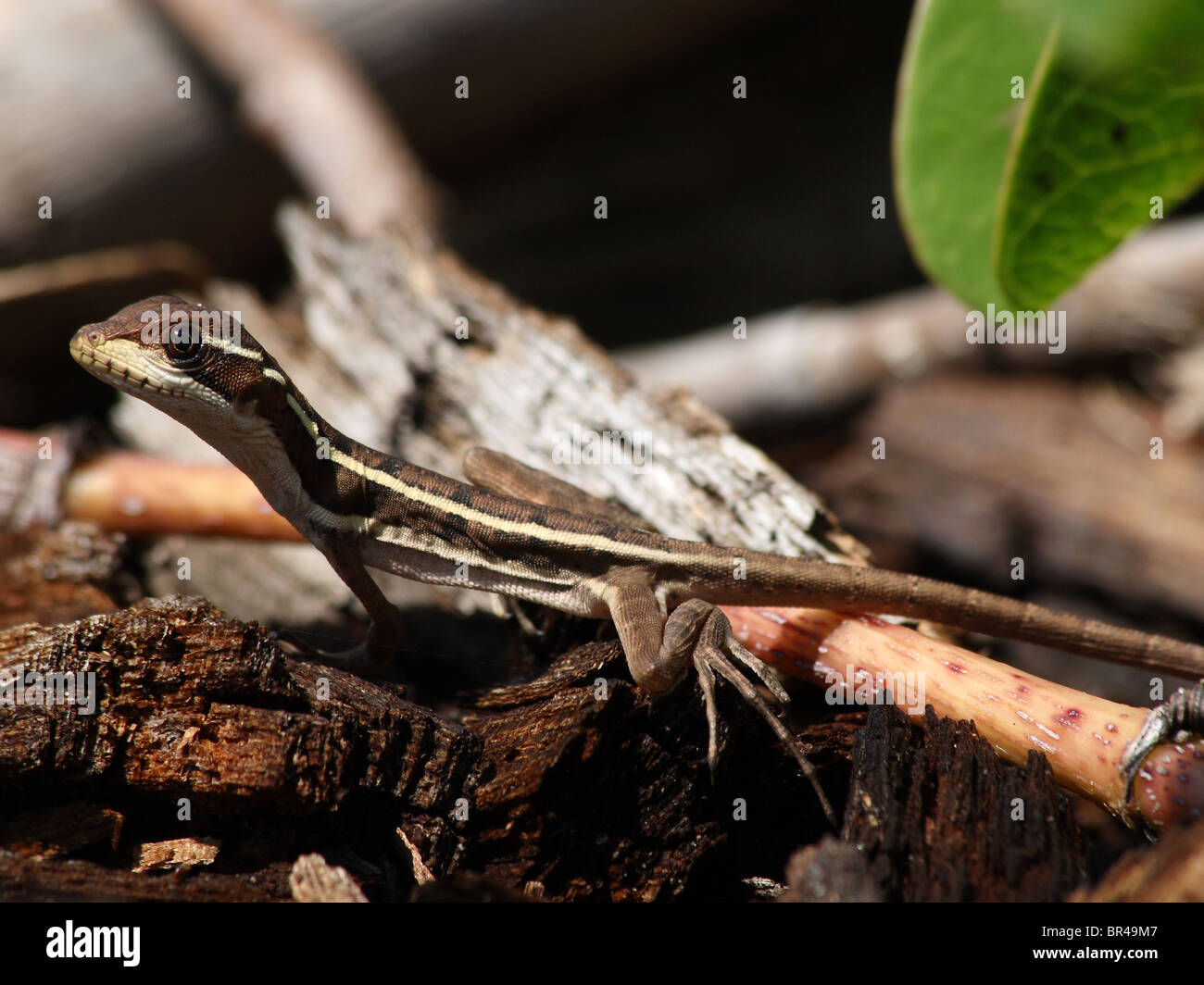 Basiliscus basilisk hi-res stock photography and images - Alamy