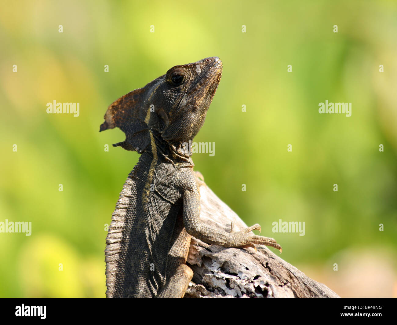Jesus christ lizard basking hi-res stock photography and images - Alamy