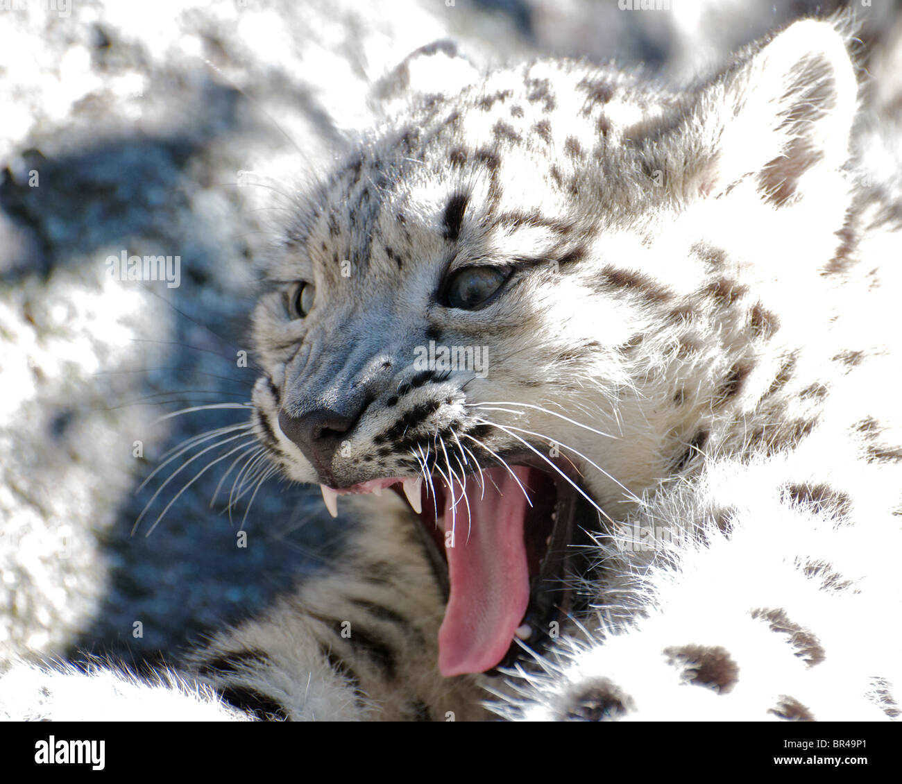 Snow leopard cub yawning and stretching Stock Photo - Alamy