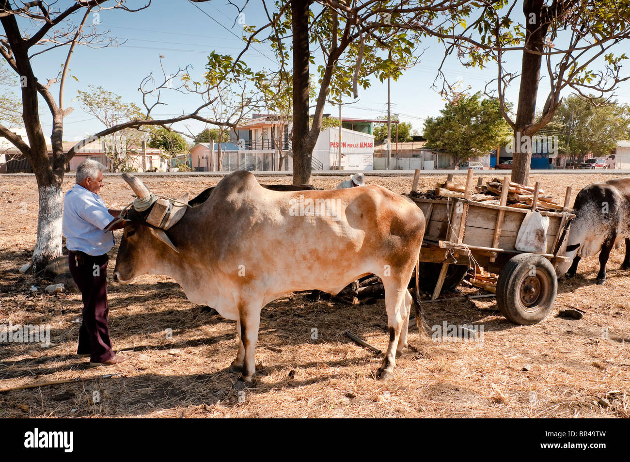 Traditional Costa Rican Cart, near Nicoya, Costa Rica, Central America ...