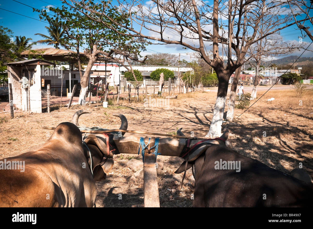 Traditional Costa Rican Cart, near Nicoya, Costa Rica, Central America ...