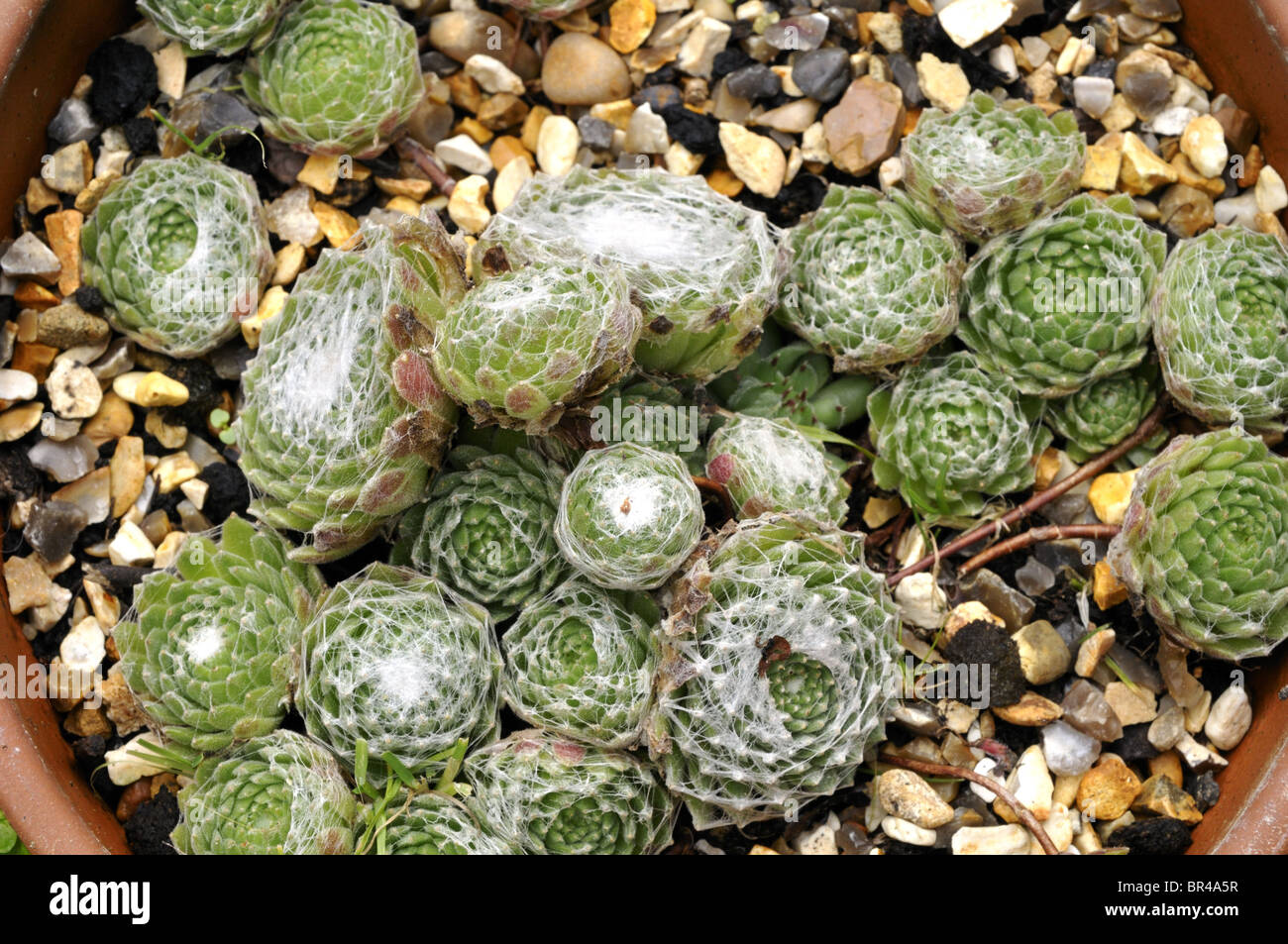 Sempervivum tectorum (Houseleek) in pot Stock Photo - Alamy