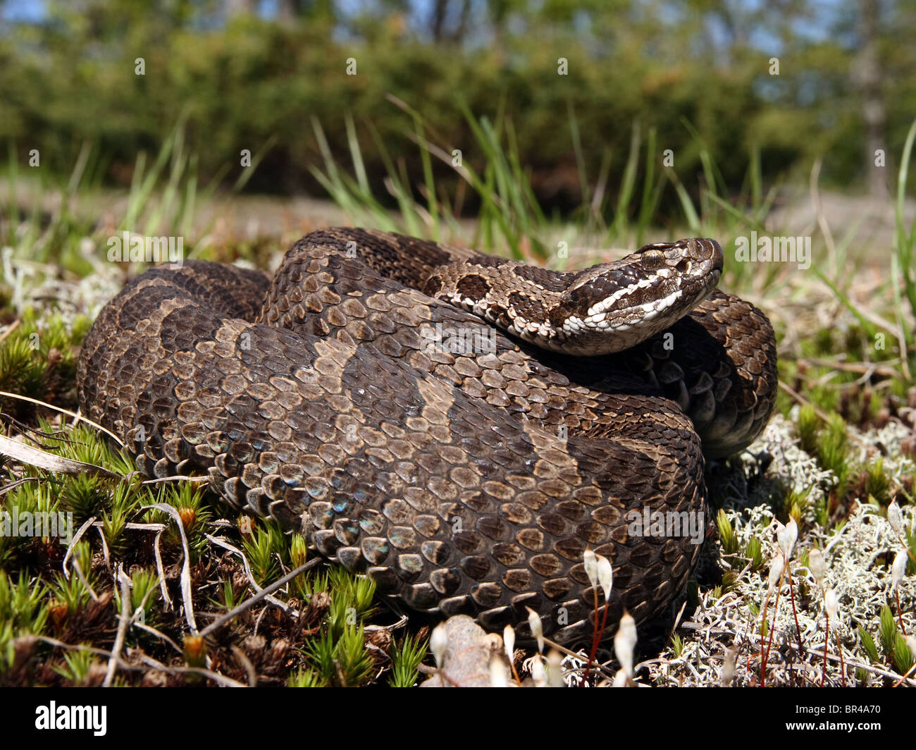 Eastern Massasauga Rattlesnake (Sistrurus catenatus catenatus) from ...