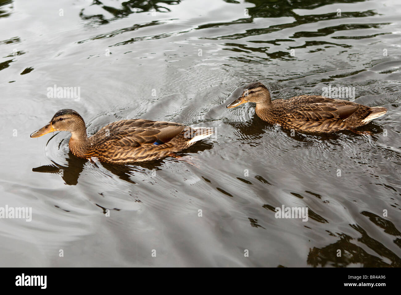 Swim with ducks hi-res stock photography and images - Alamy