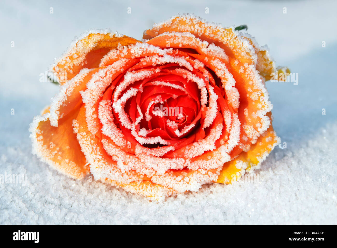 Frozen Rose (Rosa cultivar), hoarfrost covered blossom in snow Stock ...