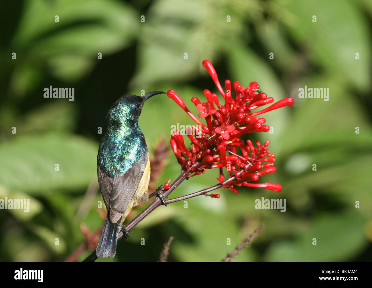 Male Variable Sunbird High Resolution Stock Photography and Images - Alamy