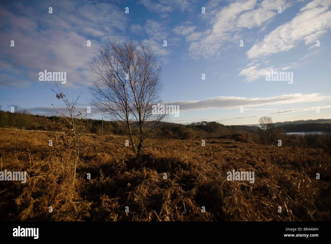 Winter landscape showing intense bracken growth on the hills Stock ...