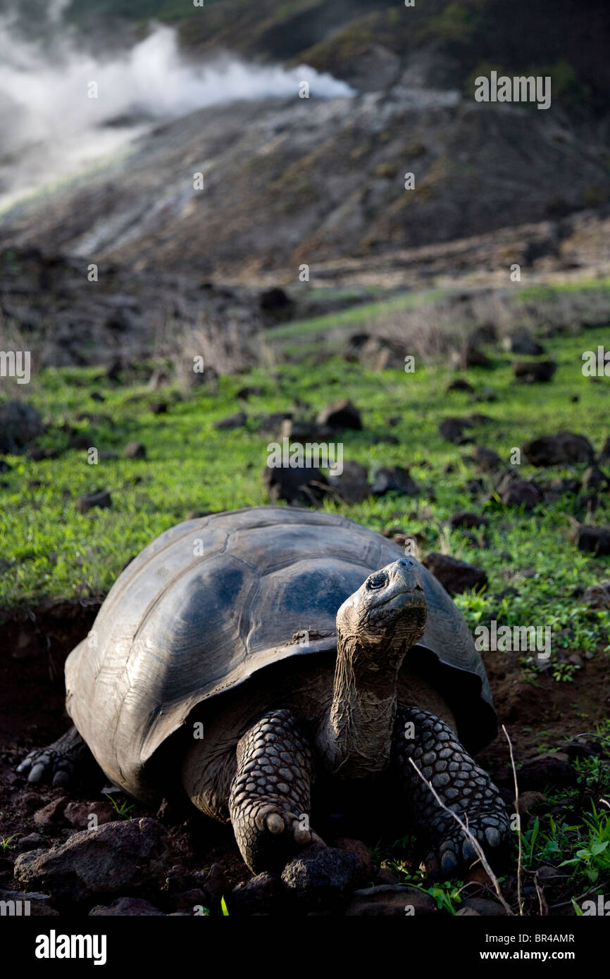 tortoise; giant tortoise; reptile; portrait; animal; horizontal image ...