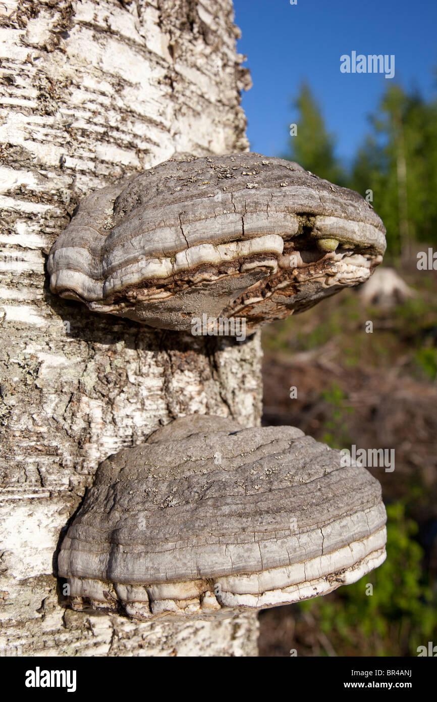 Fungus on birch tree hi-res stock photography and images - Alamy