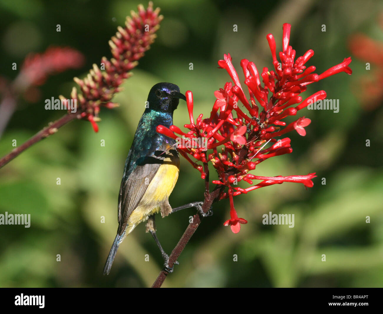 A male Variable Sunbird (Cynnyris Venusta, falkensteini) in Southern ...
