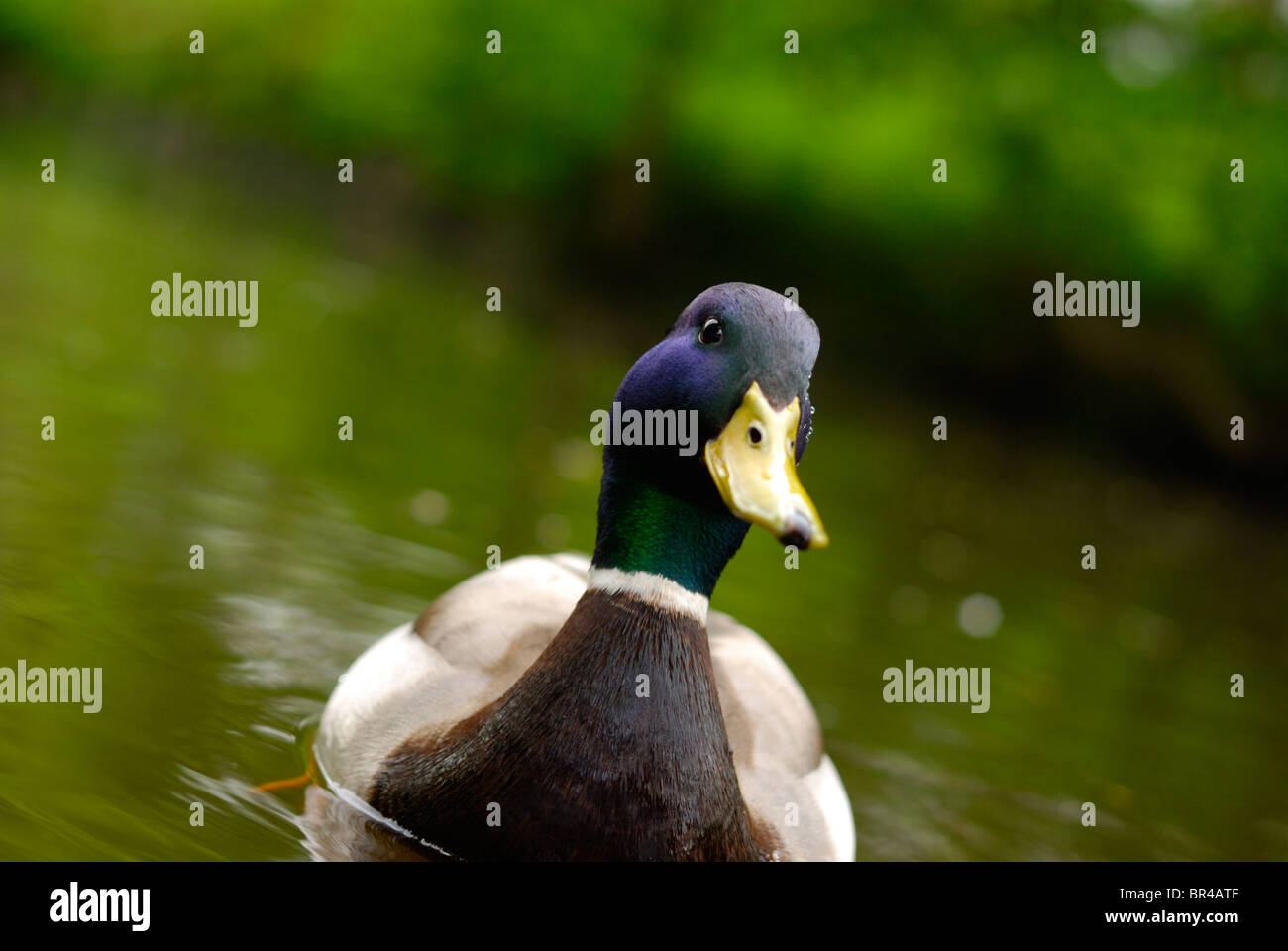 Young drake swimming over lake Stock Photo - Alamy