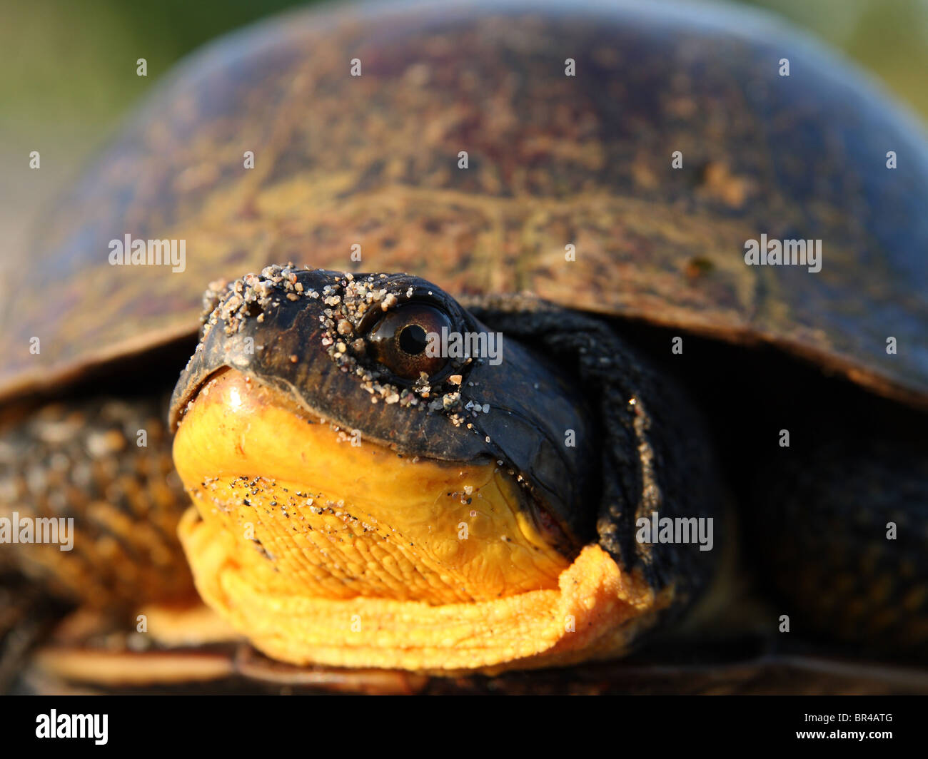 Blanding's turtle hi-res stock photography and images - Alamy
