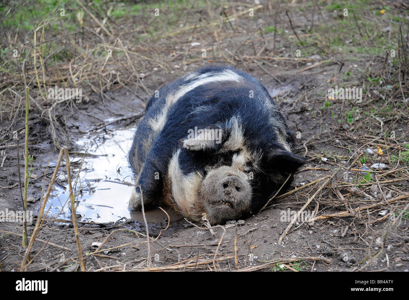 Kune kune pigs hi-res stock photography and images - Alamy