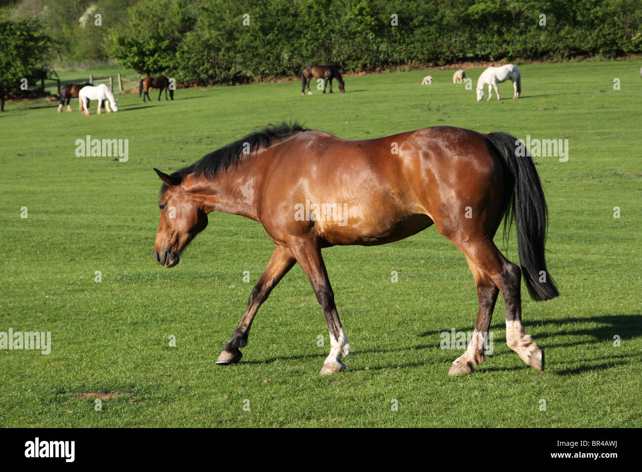 Walking ponies hi-res stock photography and images - Alamy