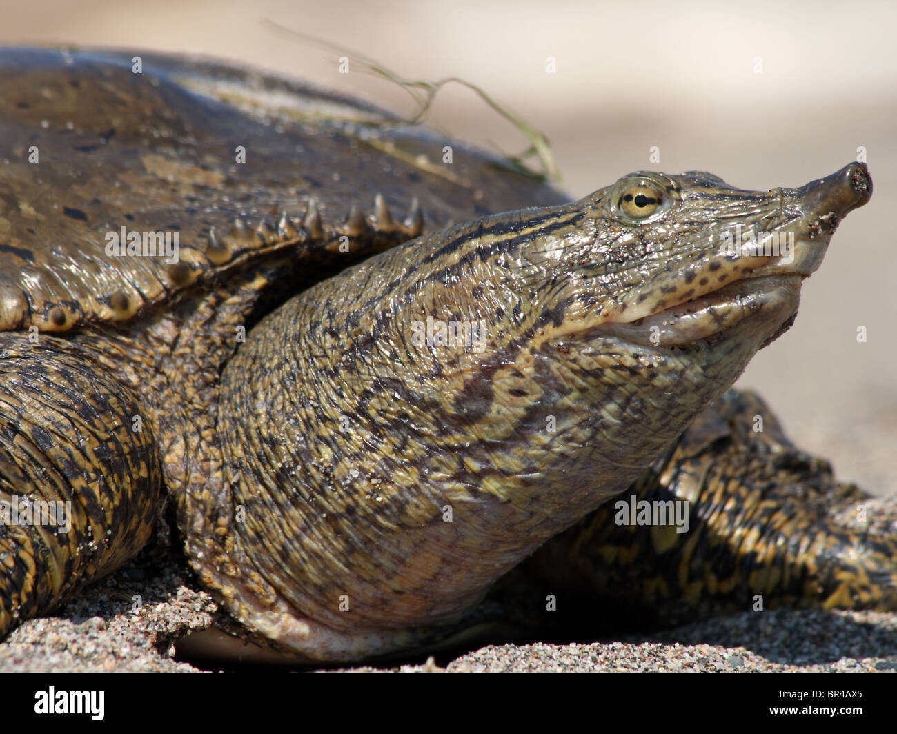 Adult female Spiny Softshell Turtle (Apalone spinifera Stock Photo - Alamy
