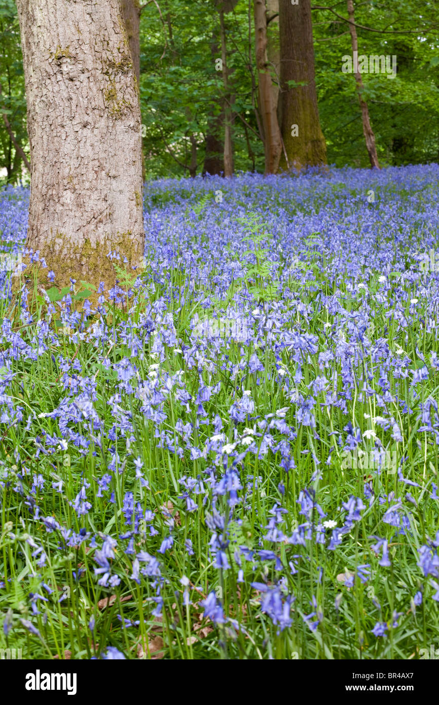 Bluebells in the Forest of Dean at Bradley Hill, Lower Soudley ...
