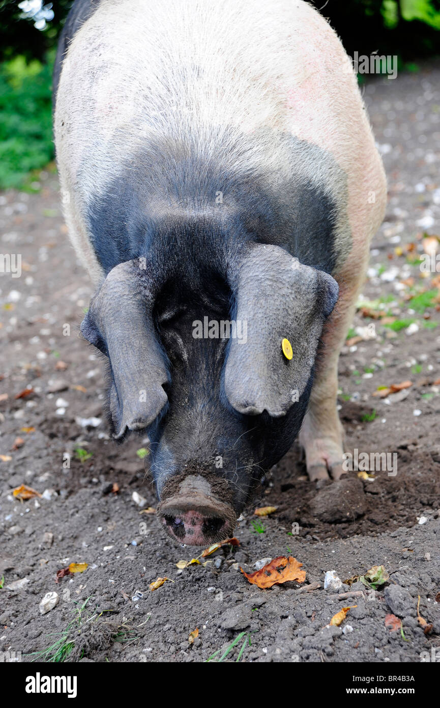 an black sport pig Stock Photo - Alamy