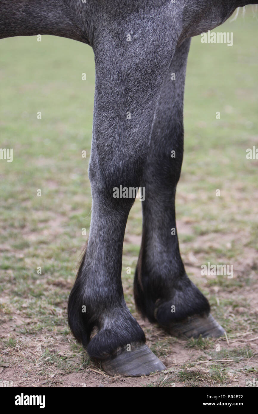 Front leg legs hi-res stock photography and images - Alamy