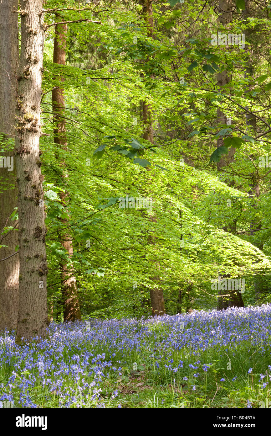 Fdc gloucestershire british england english europe european woods hi ...