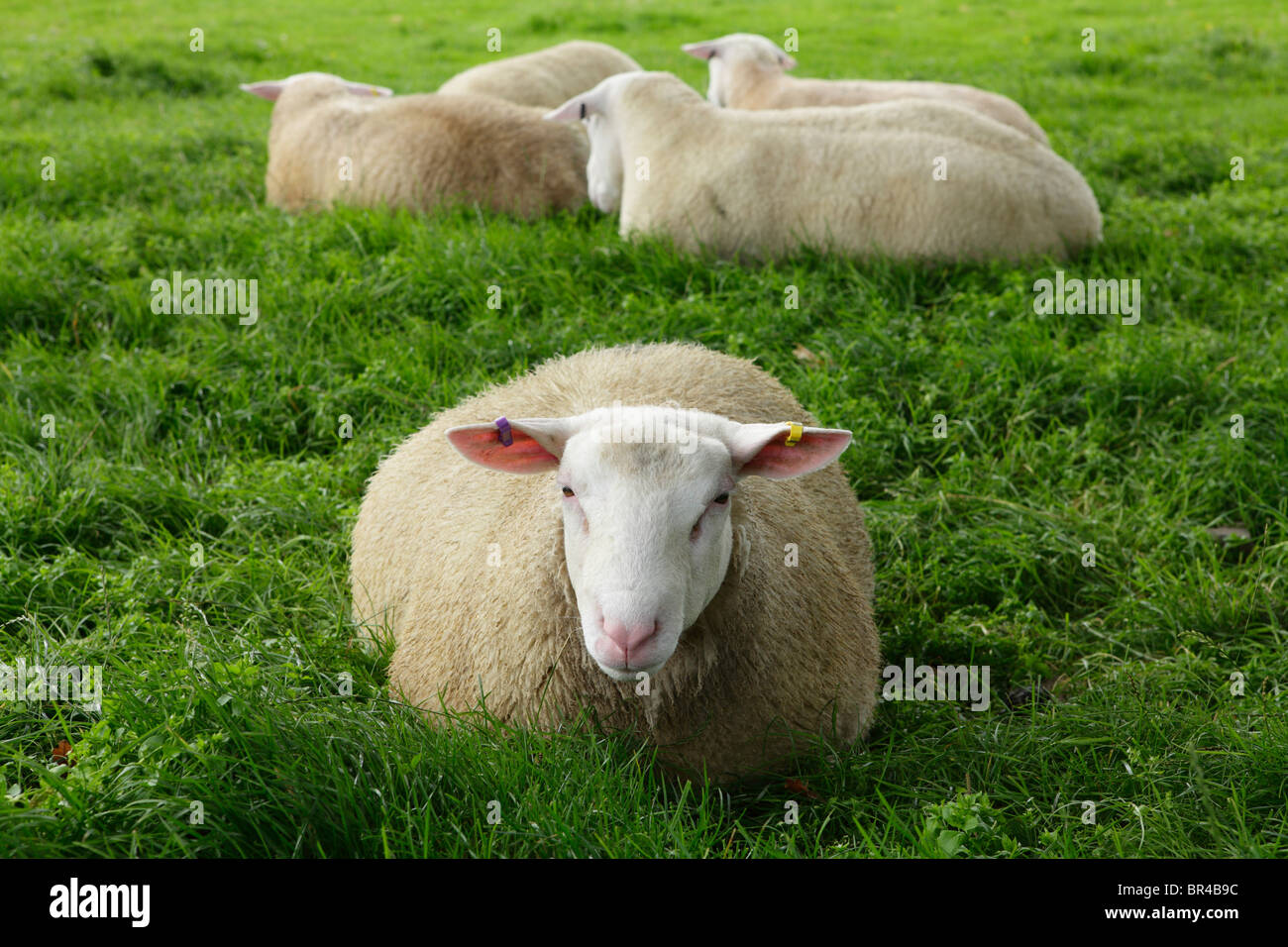 Five sheep in a flock hi-res stock photography and images - Alamy