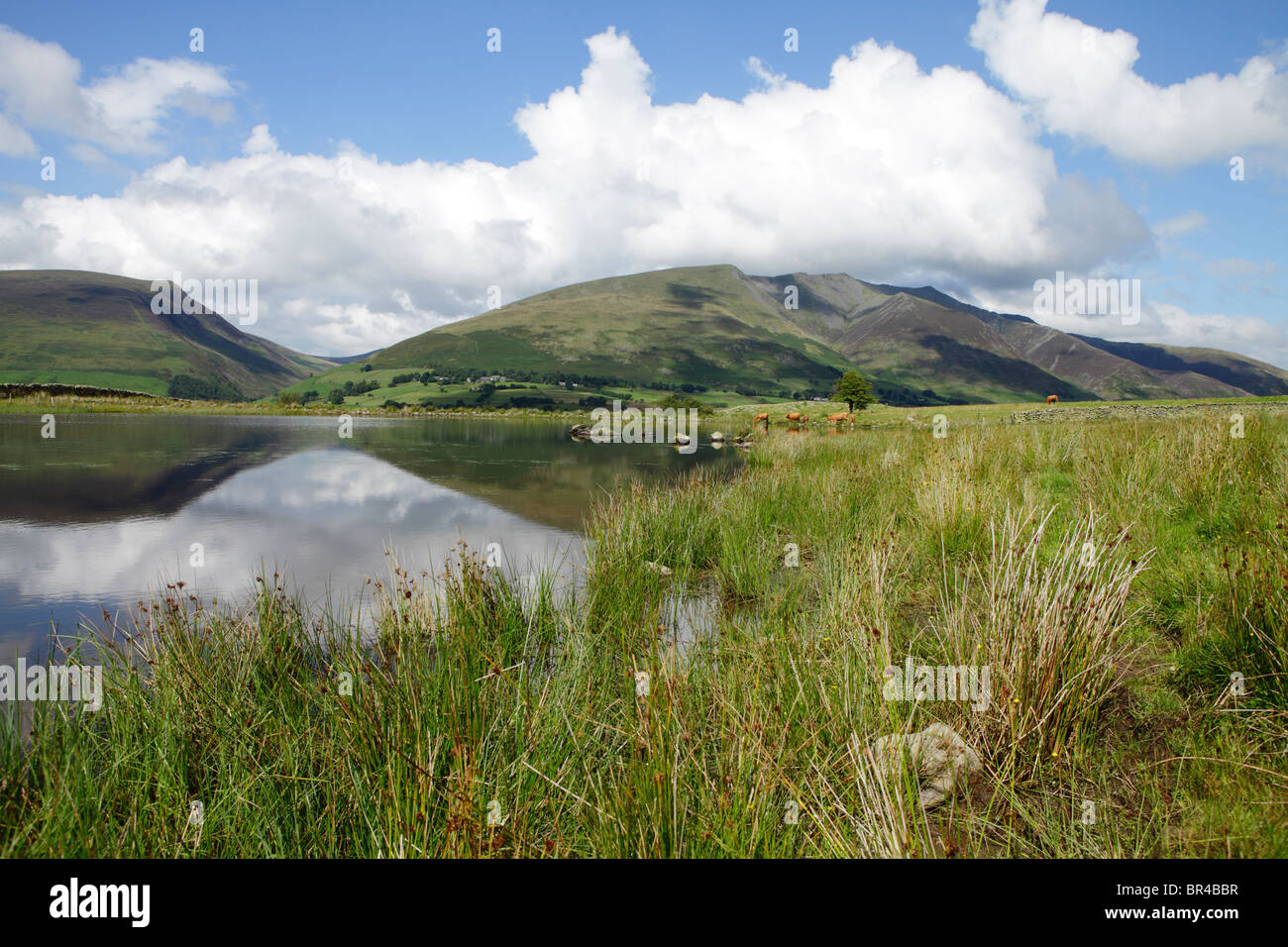 Tewet Tarn and Blencathra beyond reflected in the water with some cows ...
