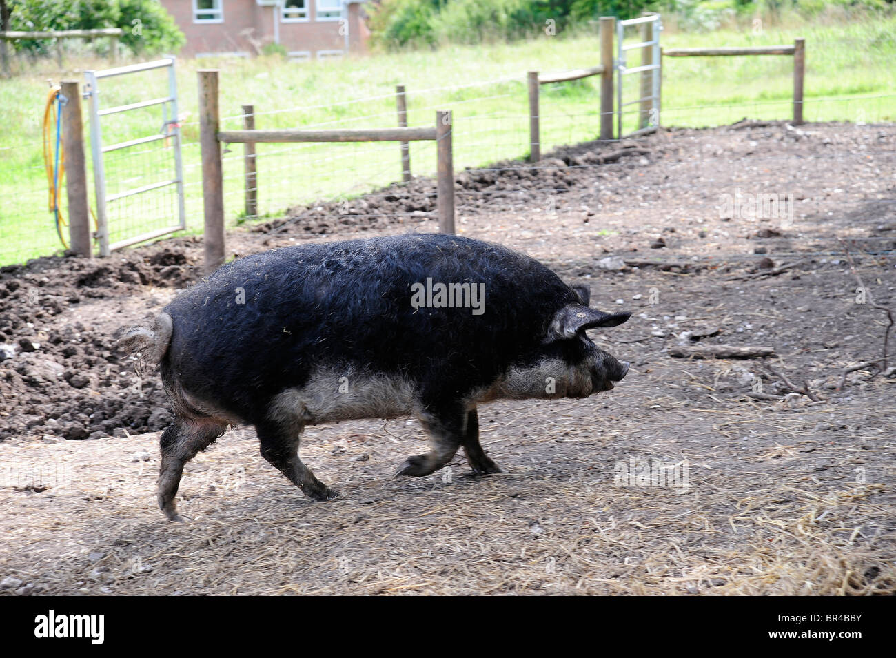 Pig sty hi-res stock photography and images - Alamy