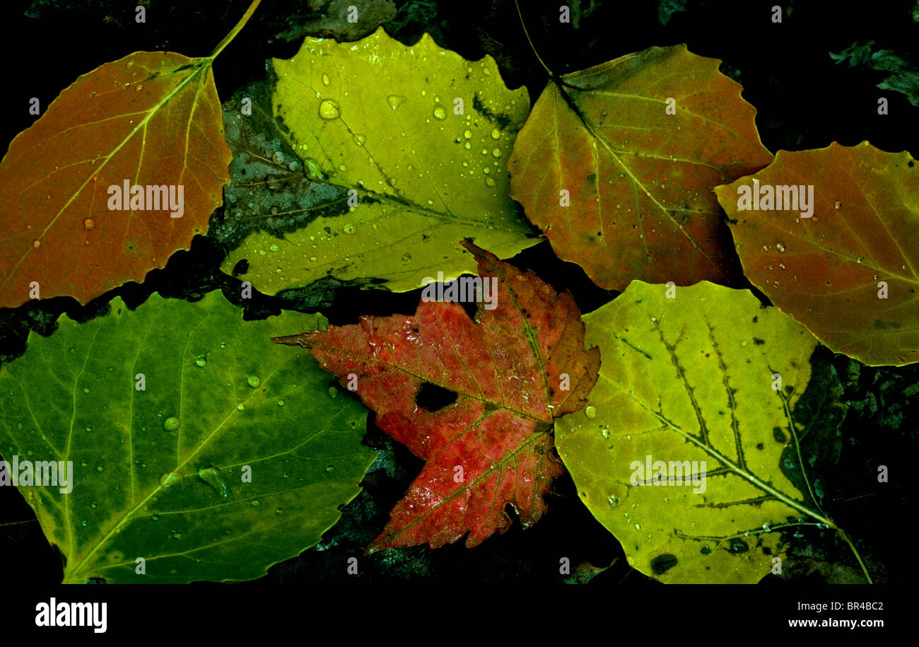 Close up still life of Michigan forest tree leaves on the ground, US ...