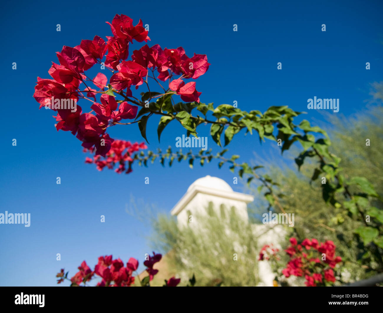 Flowers outside of a historic Jewish Synagogue Stock Photo - Alamy