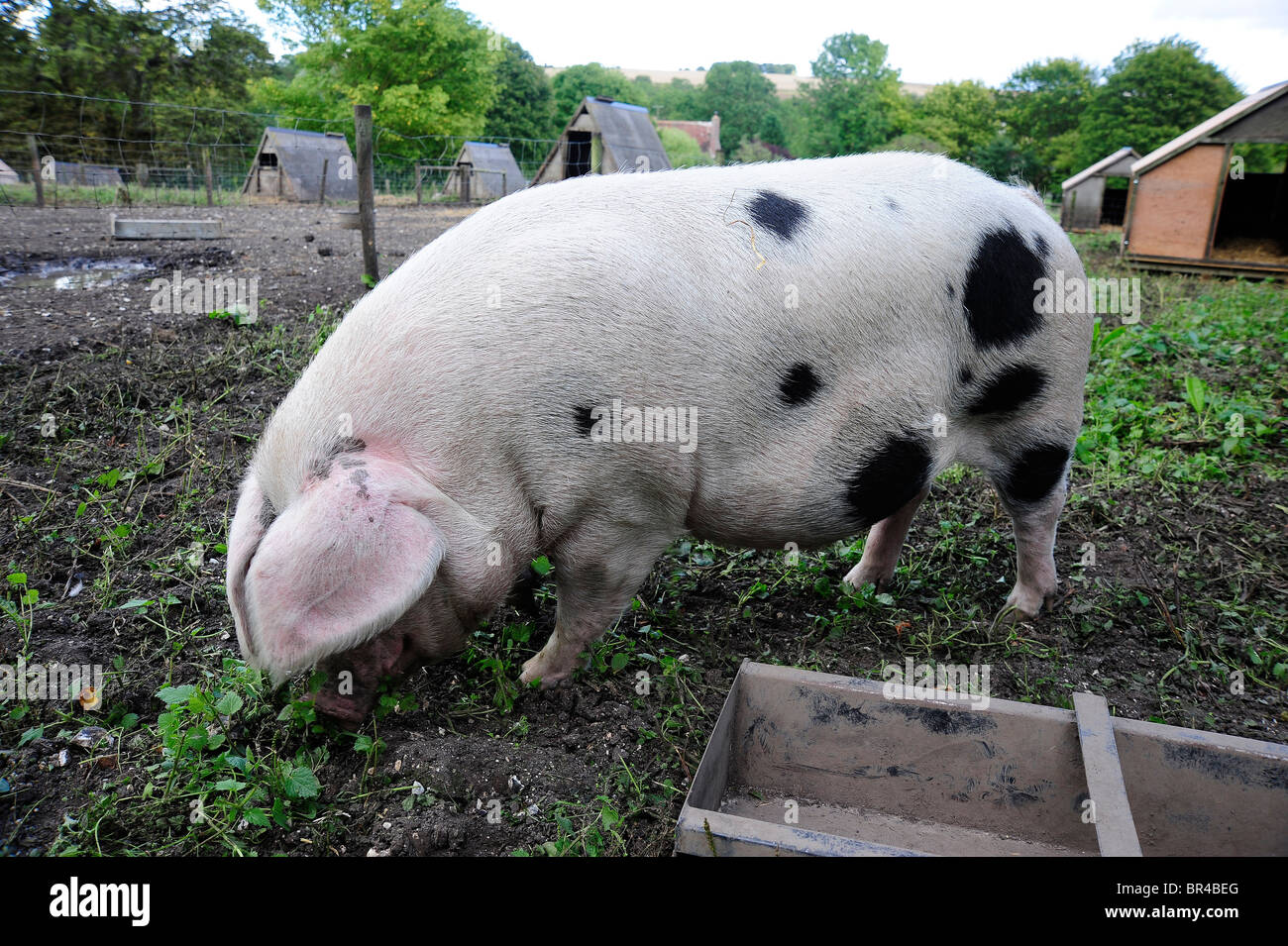 a black sport pig in his pigsty Stock Photo - Alamy