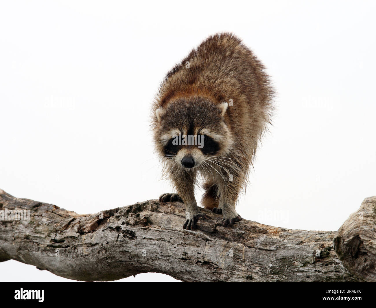 Adult Female Raccoon (Procyon lotor) in Ontario, Canada Stock Photo - Alamy