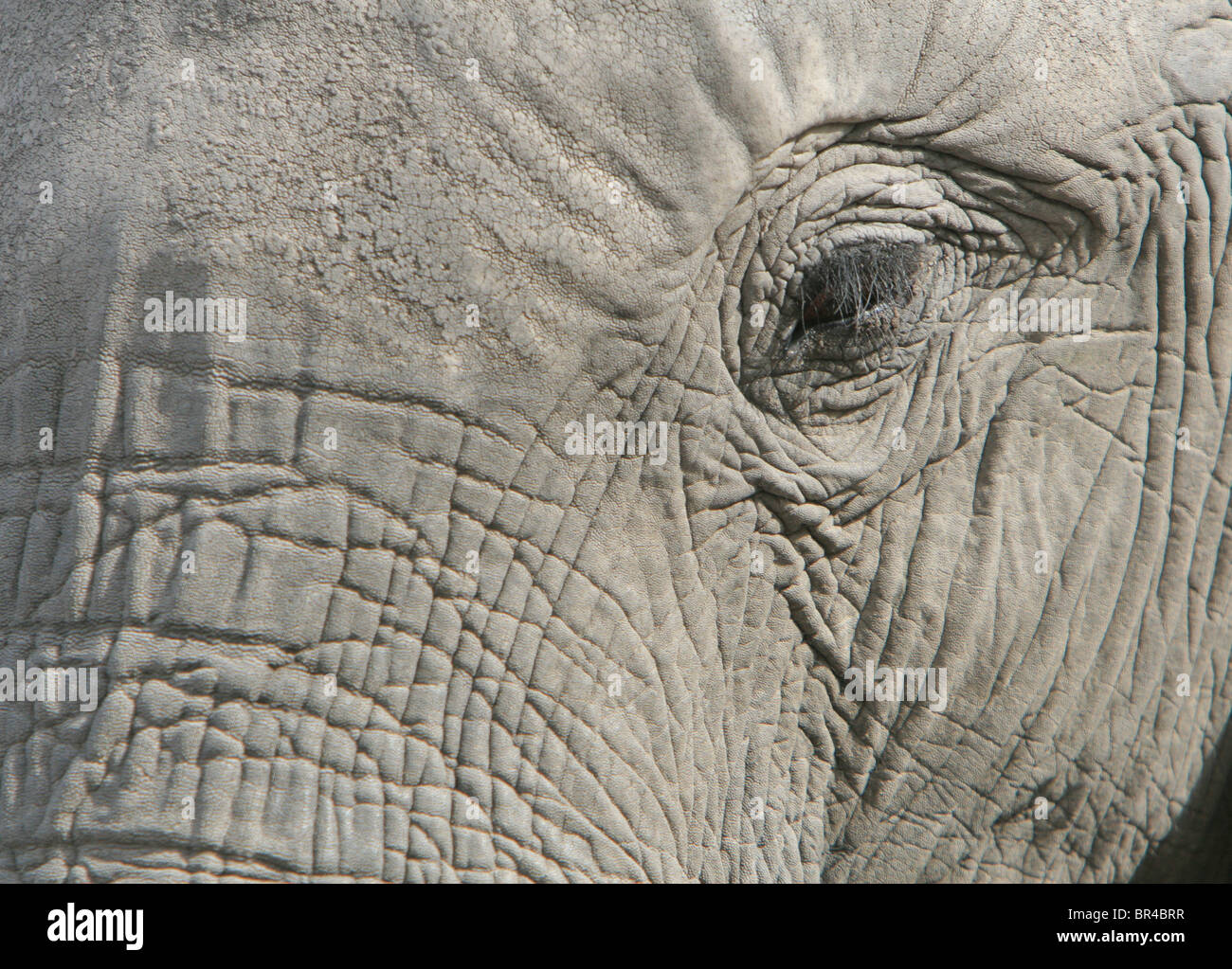 Elephant eye level Stock Photo - Alamy