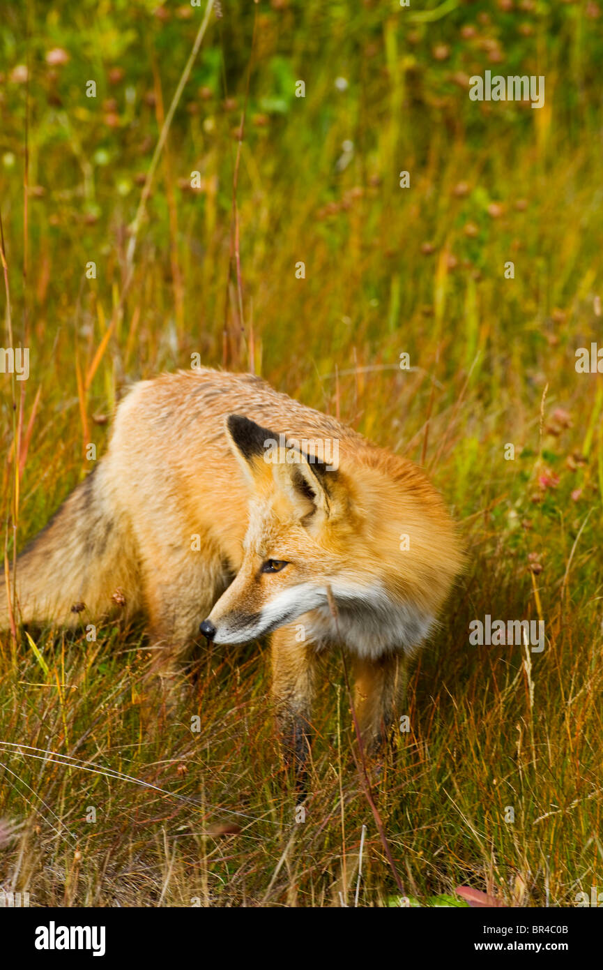 A red fox stalking through the wild grass Stock Photo - Alamy